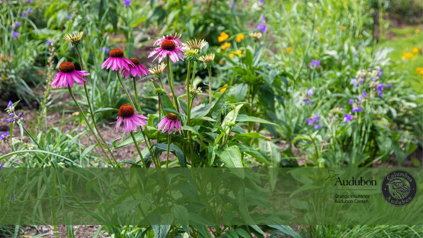 2024 Native Plant Backyard Challenge | Grange Insurance Audubon Center